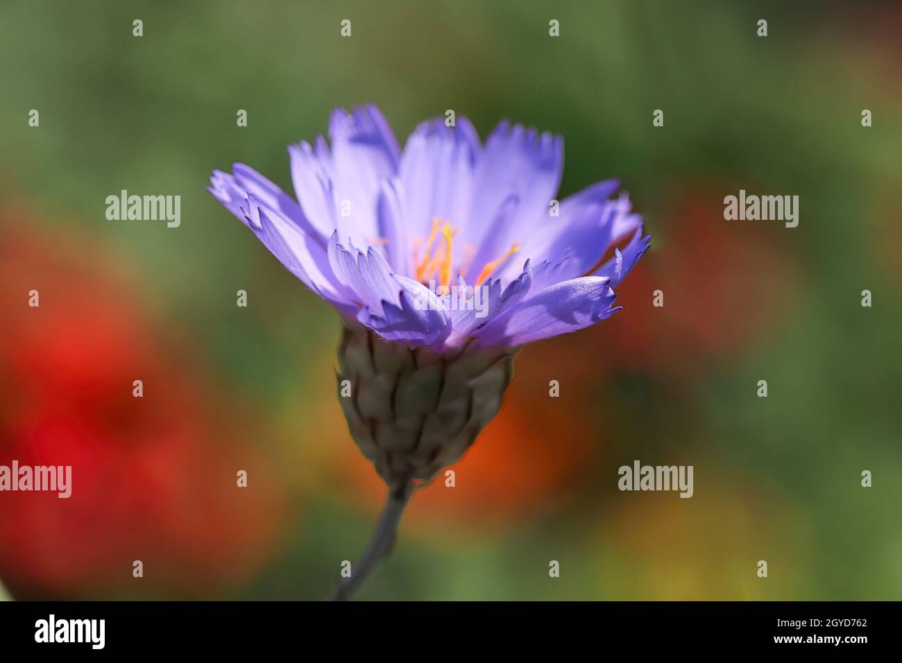 Perennial cornflower buds hi-res stock photography and images - Alamy