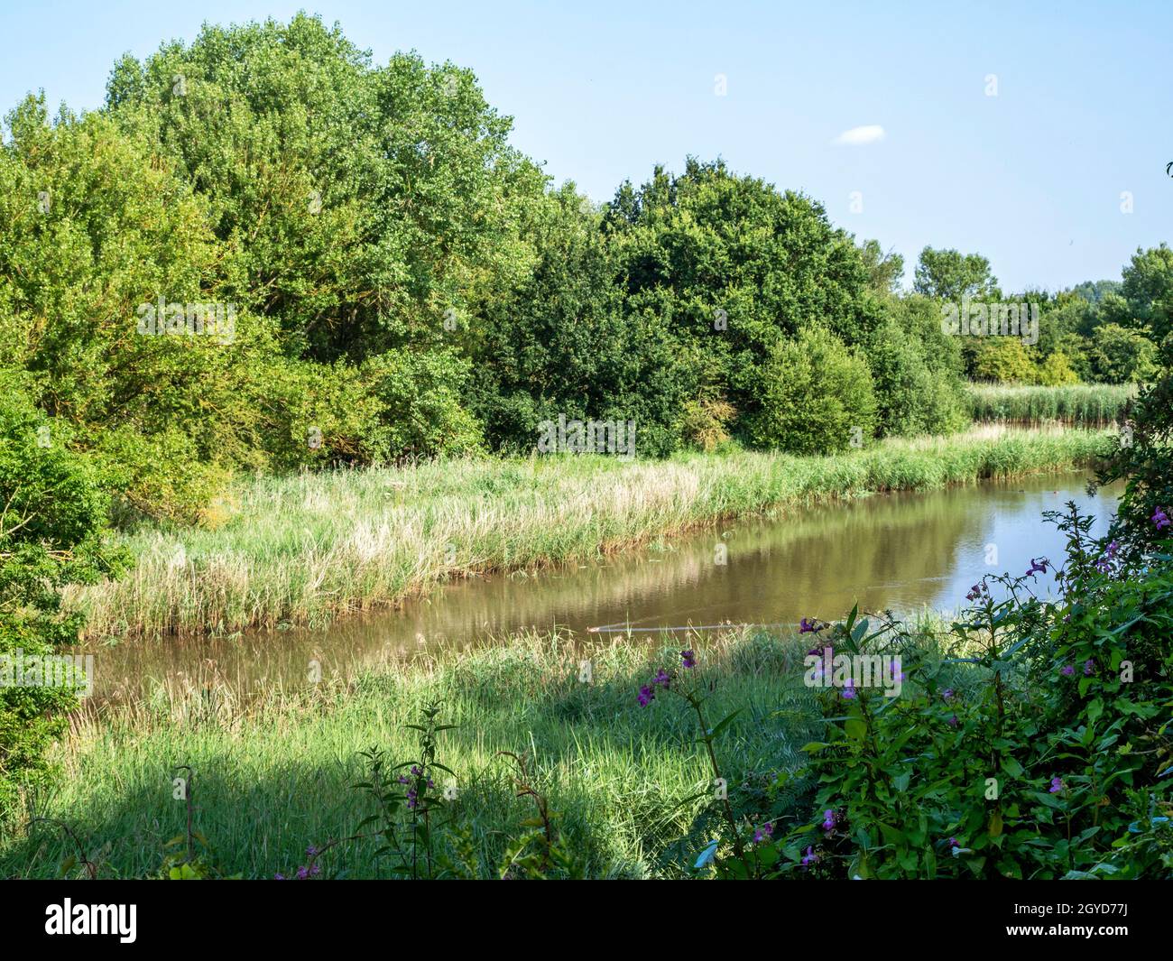 View over a pond to green trees and grasses at Barlow Common Nature ...