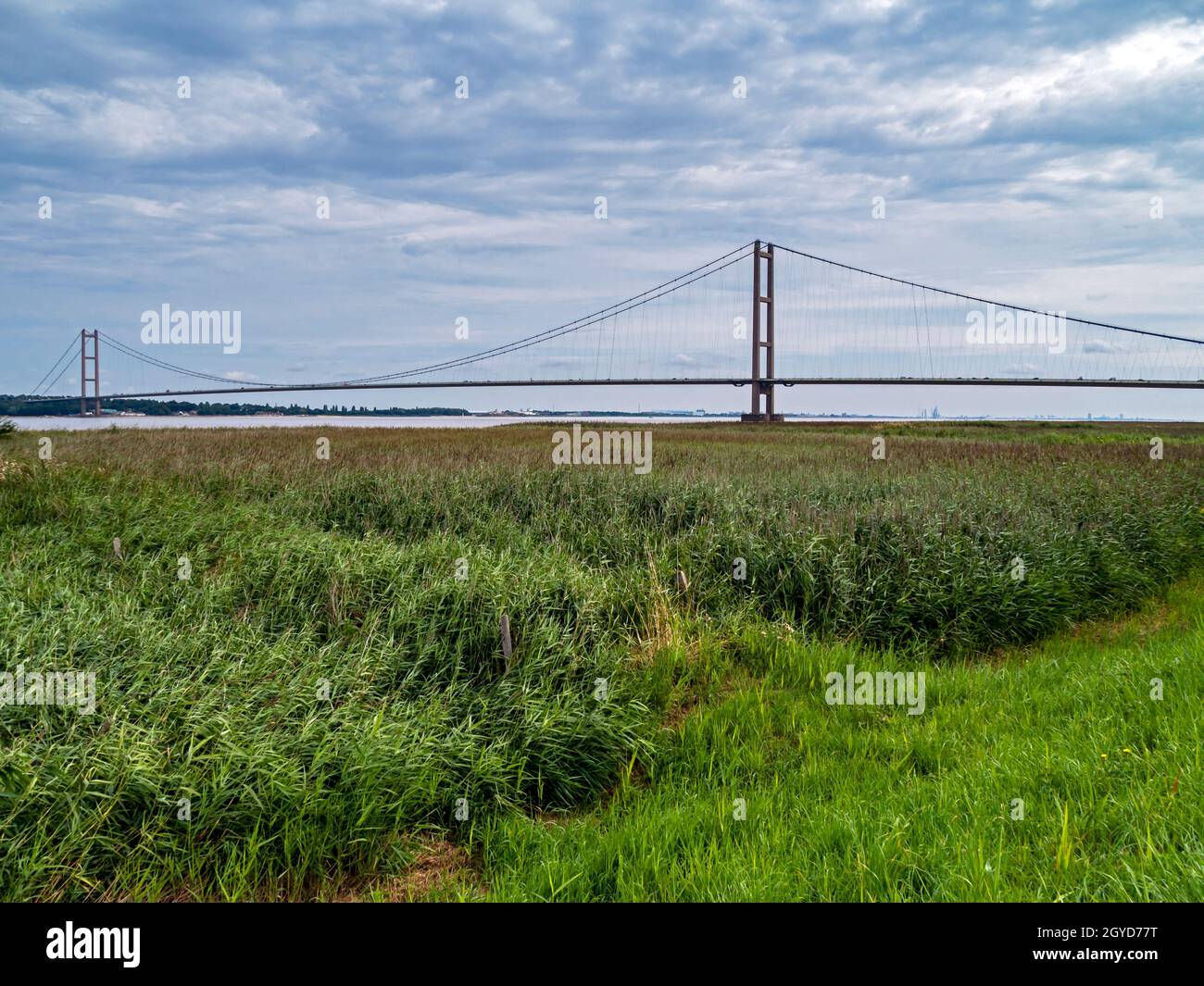 View of the Humber Bridge over extensive reed beds on the south bank of ...