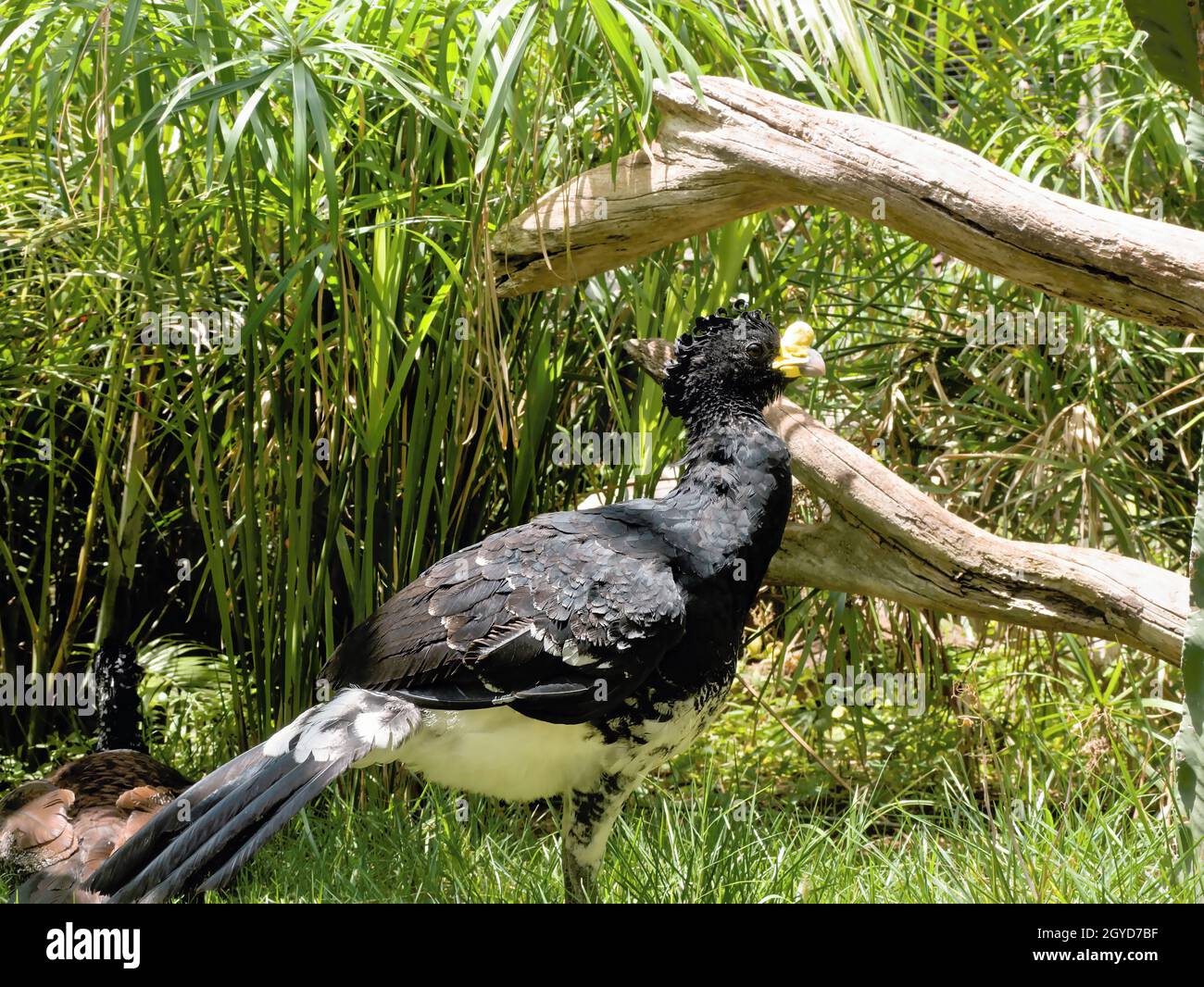 The great curassow (Crax rubra) is a large, pheasant-like bird from the ...
