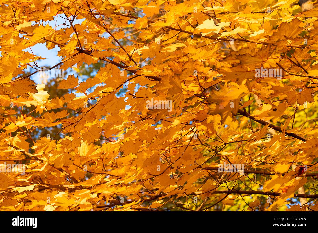 Autumn leaves with the blue sky background, Red and orange autumn ...