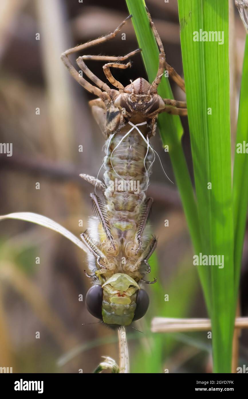Macro view of a dragonfly hatching from a nymph Stock Photo - Alamy