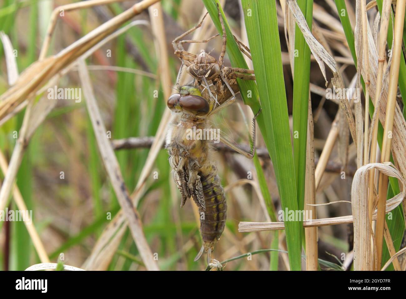 Dragonfly larvae canada hi-res stock photography and images - Alamy