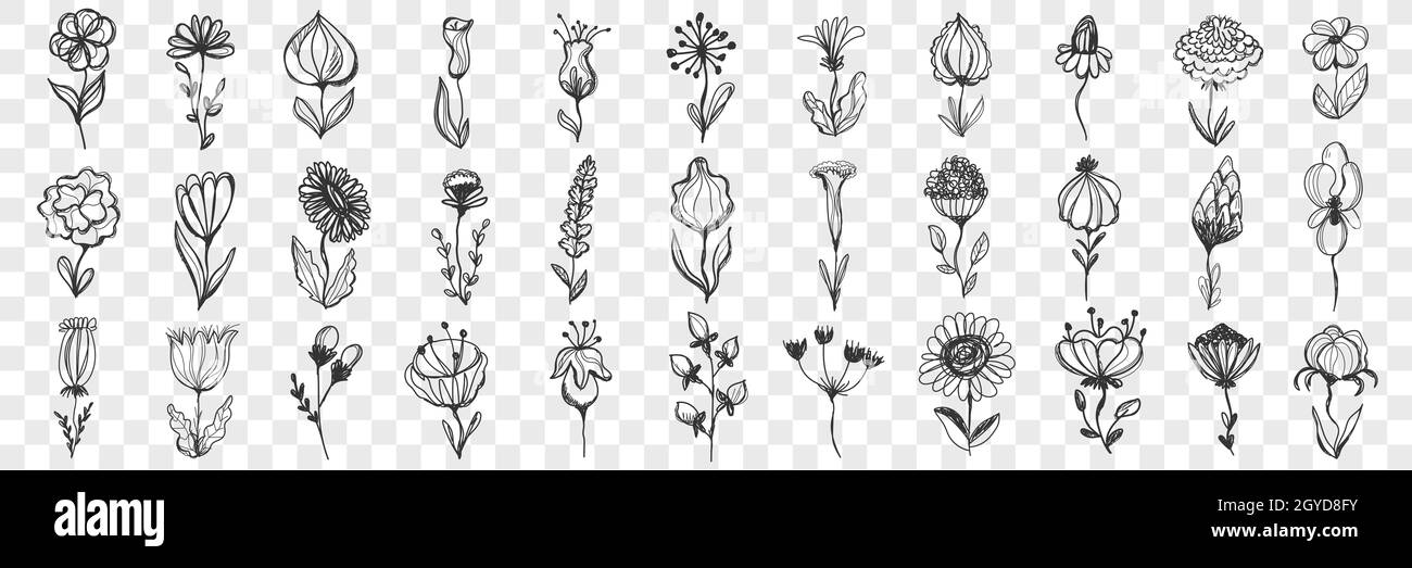 Flowers doodle set. Collection of hand drawn beautiful flowers with ...