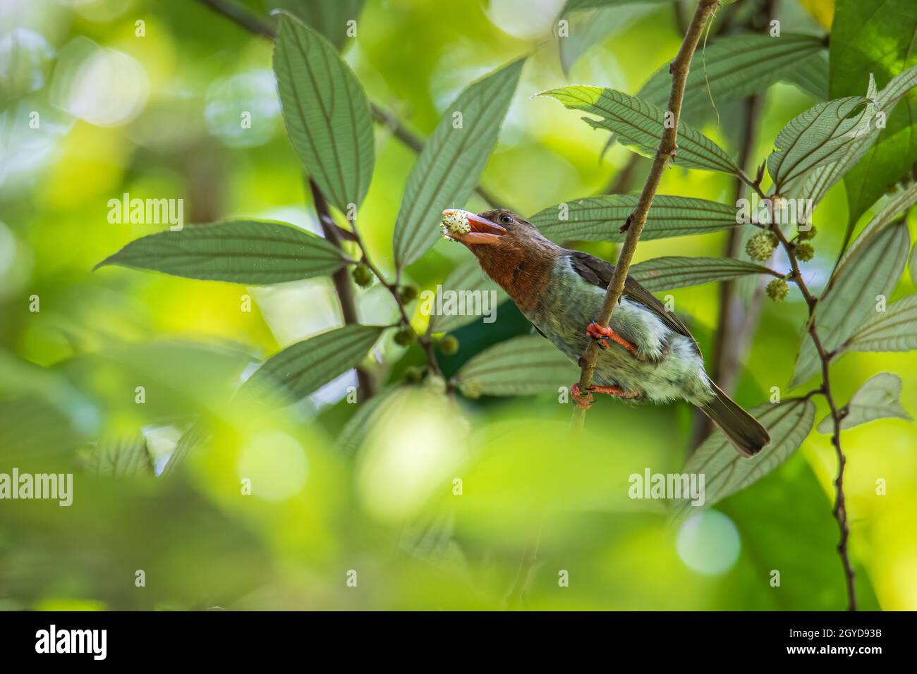 Nature wildlife image of Brown barbet bird eating fruit on tree Stock ...