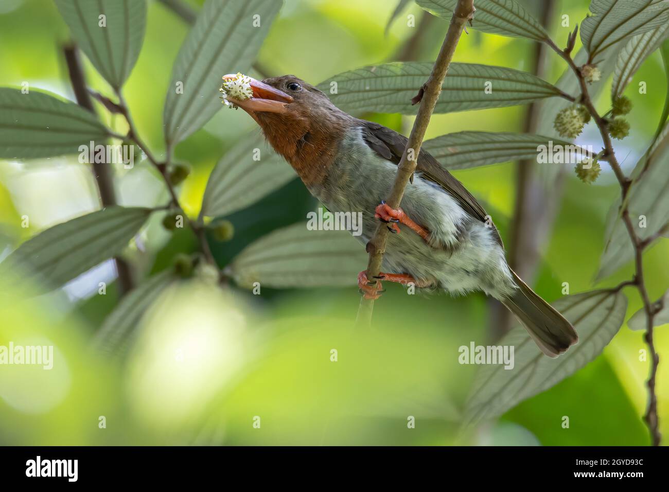 Nature wildlife image of Brown barbet bird eating fruit on tree Stock ...