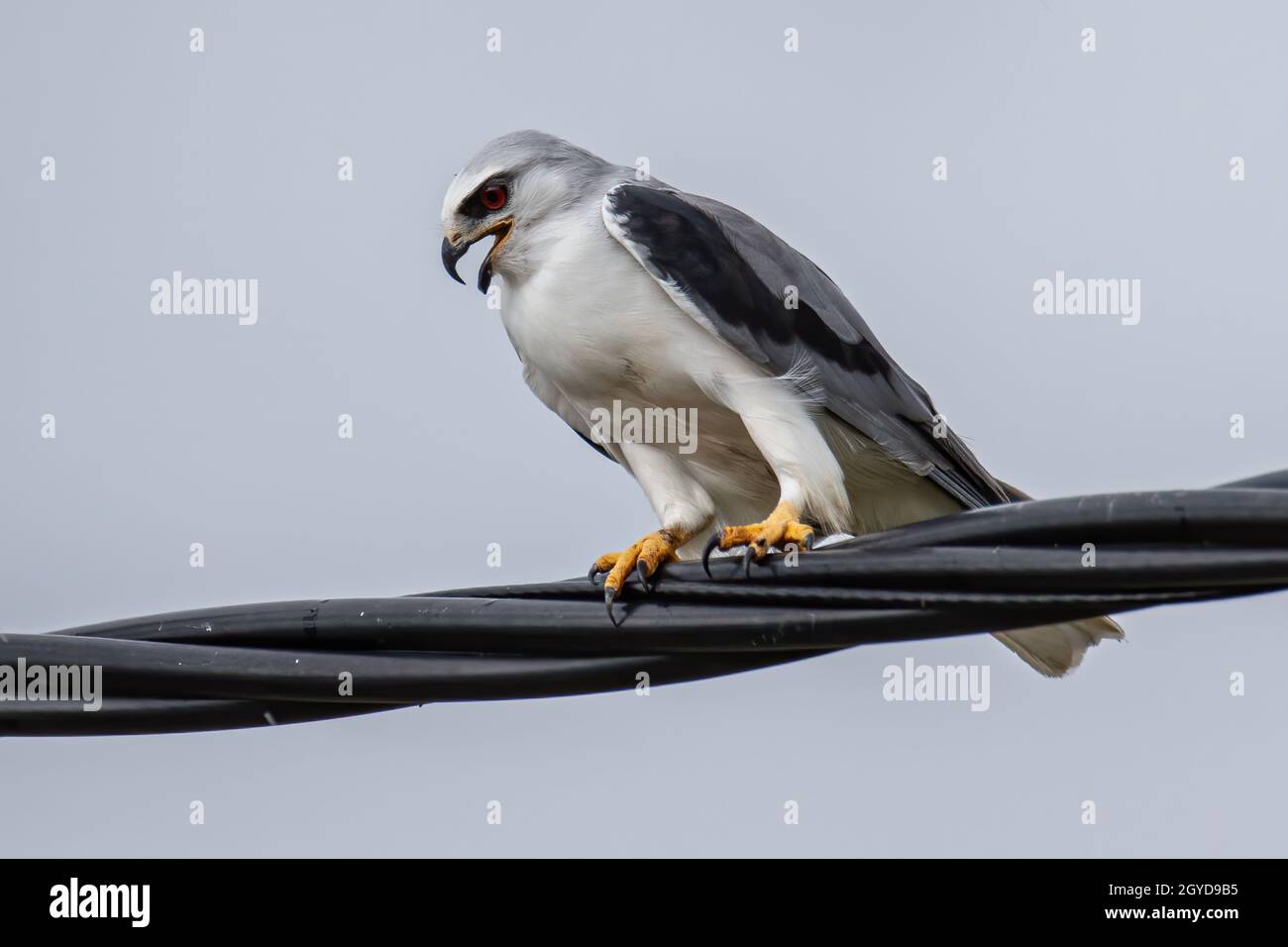 Black-winged Kite also known as a Black-shoulder kite eagle sitting on ...