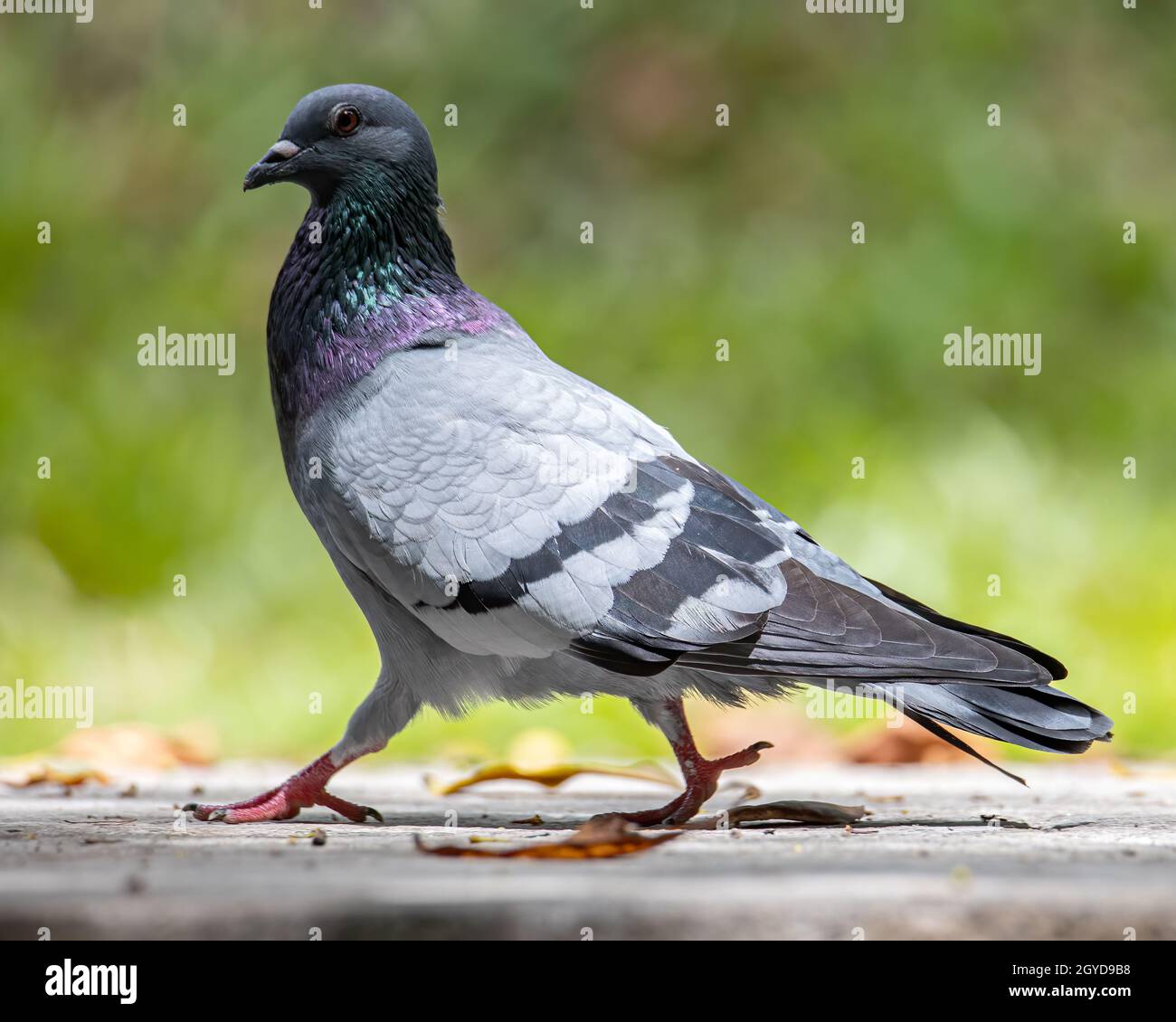 Close up head shot of beautiful speed racing pigeon bird, Rock dove or ...