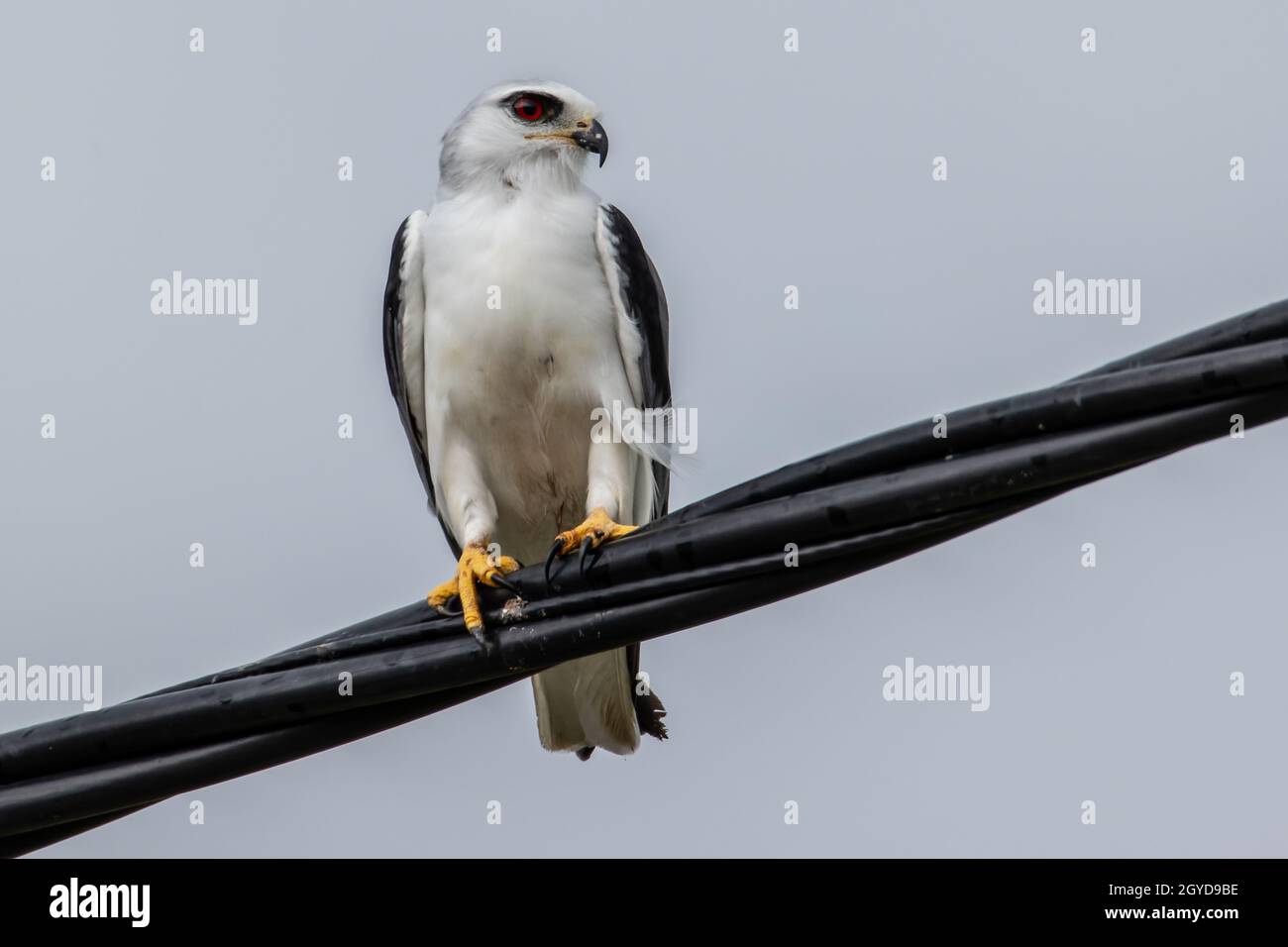 Black-winged Kite also known as a Black-shoulder kite eagle sitting on ...
