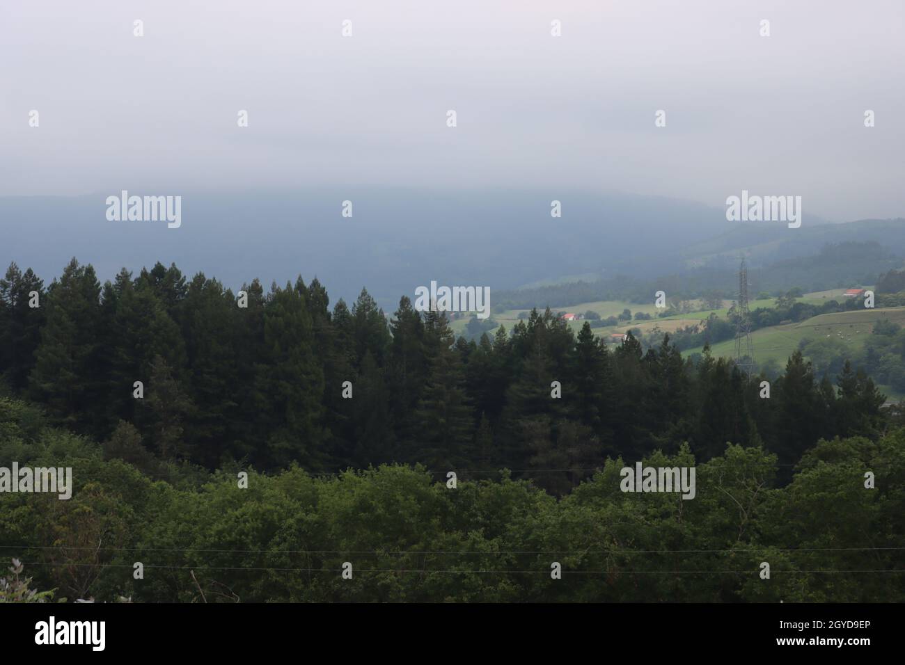 beautiful redwood forest giant trees huge fat tall wood Stock Photo - Alamy