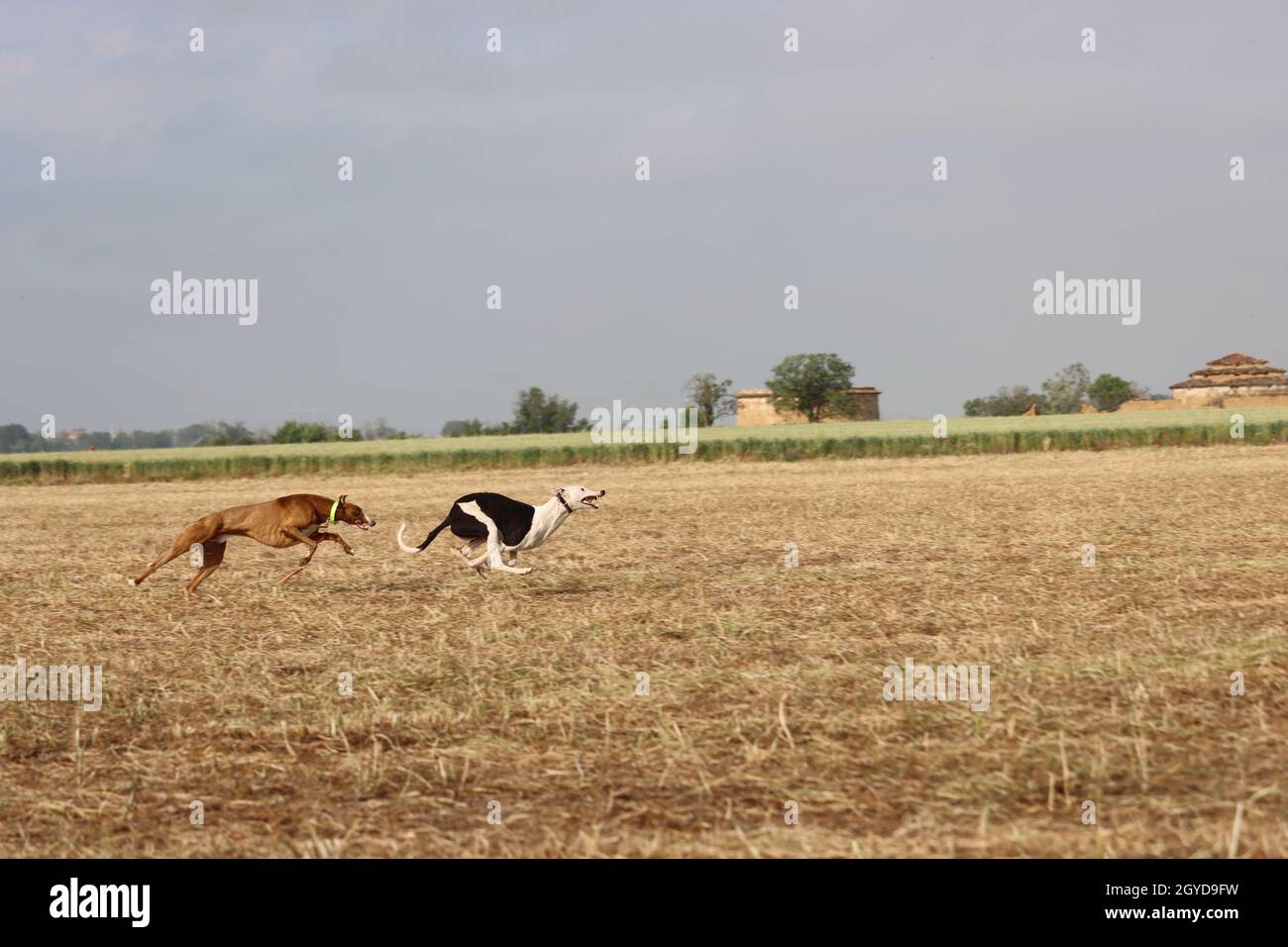 Spanish greyhound dog race hare hunting speed delivers passion Stock ...