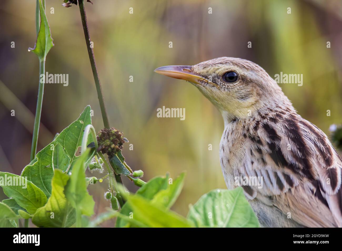 Striated grassbird hi-res stock photography and images - Alamy