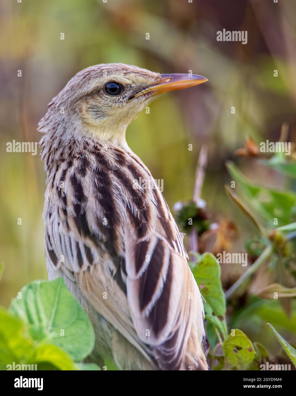 Striated grassbird hi-res stock photography and images - Alamy