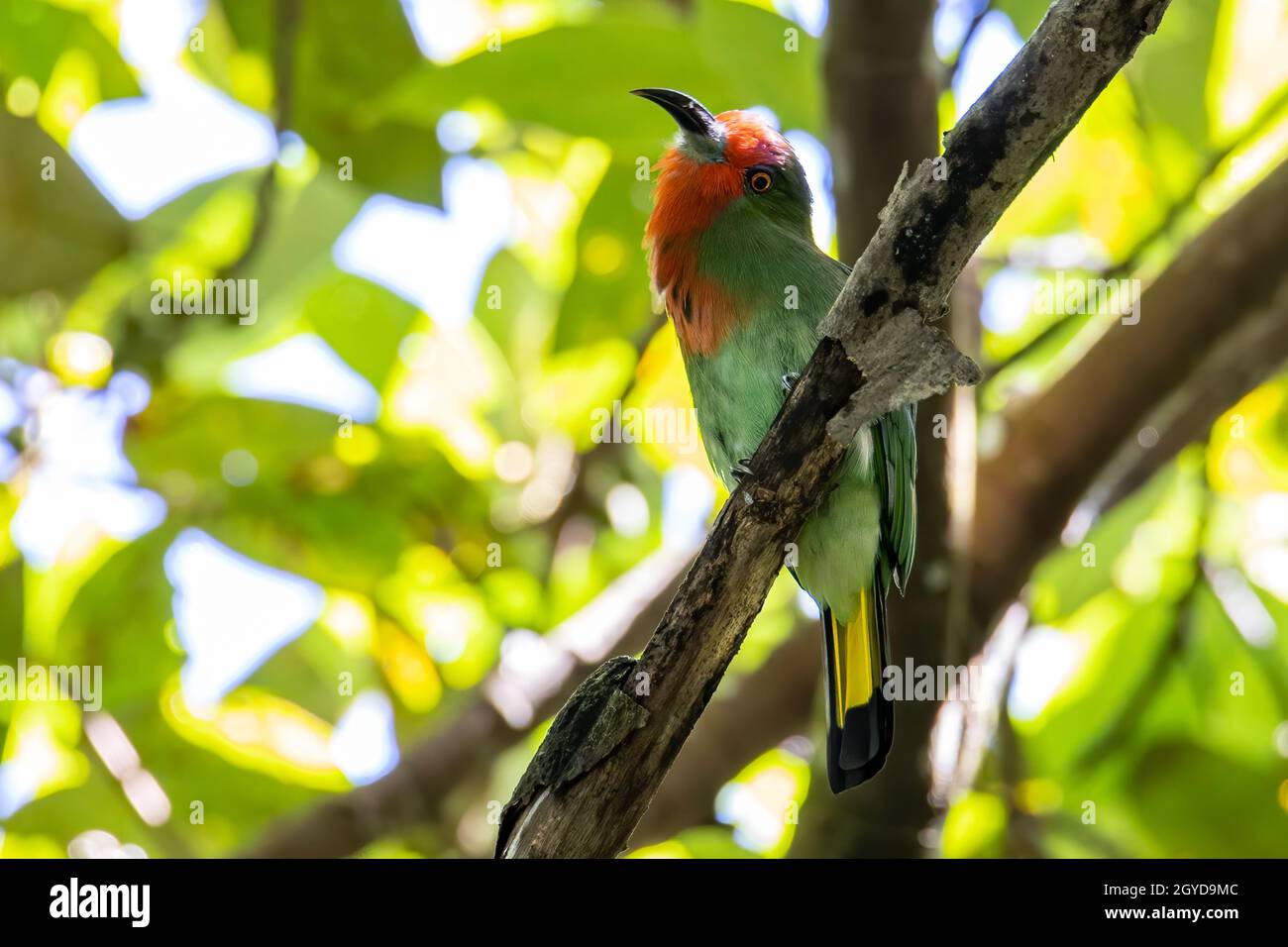 Red bearded bee eater hi-res stock photography and images - Alamy