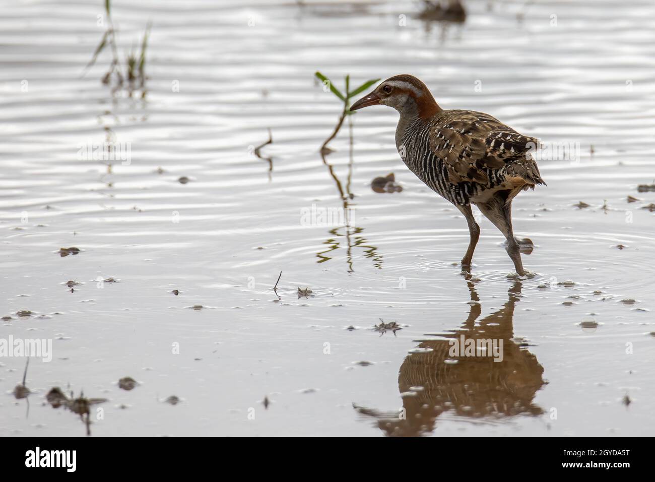 Nature wildlife image Buff Banded Rail bird on paddy filed Stock Photo ...