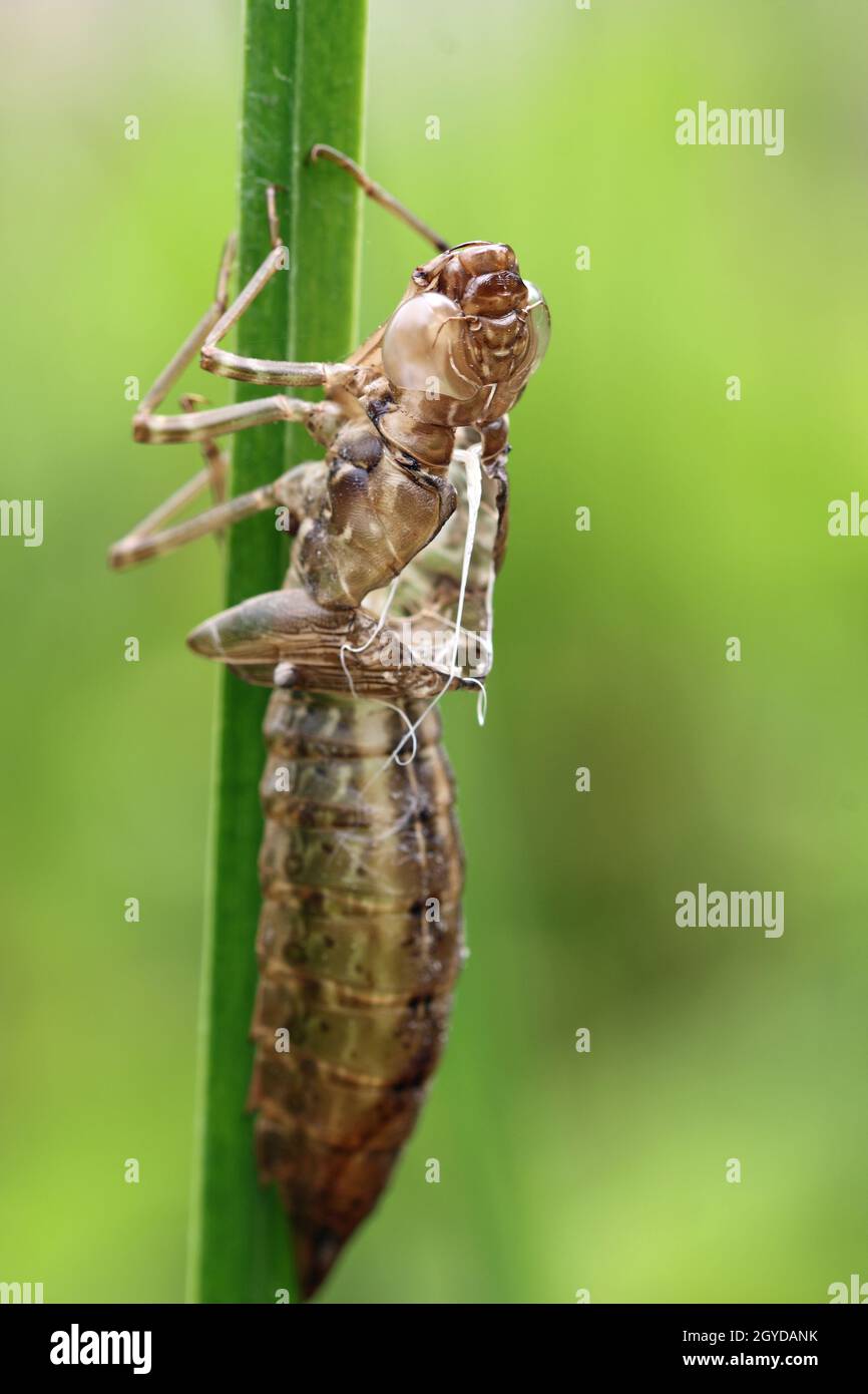 Dragonfly last larval skin, exuvia, side view close up attached to a ...