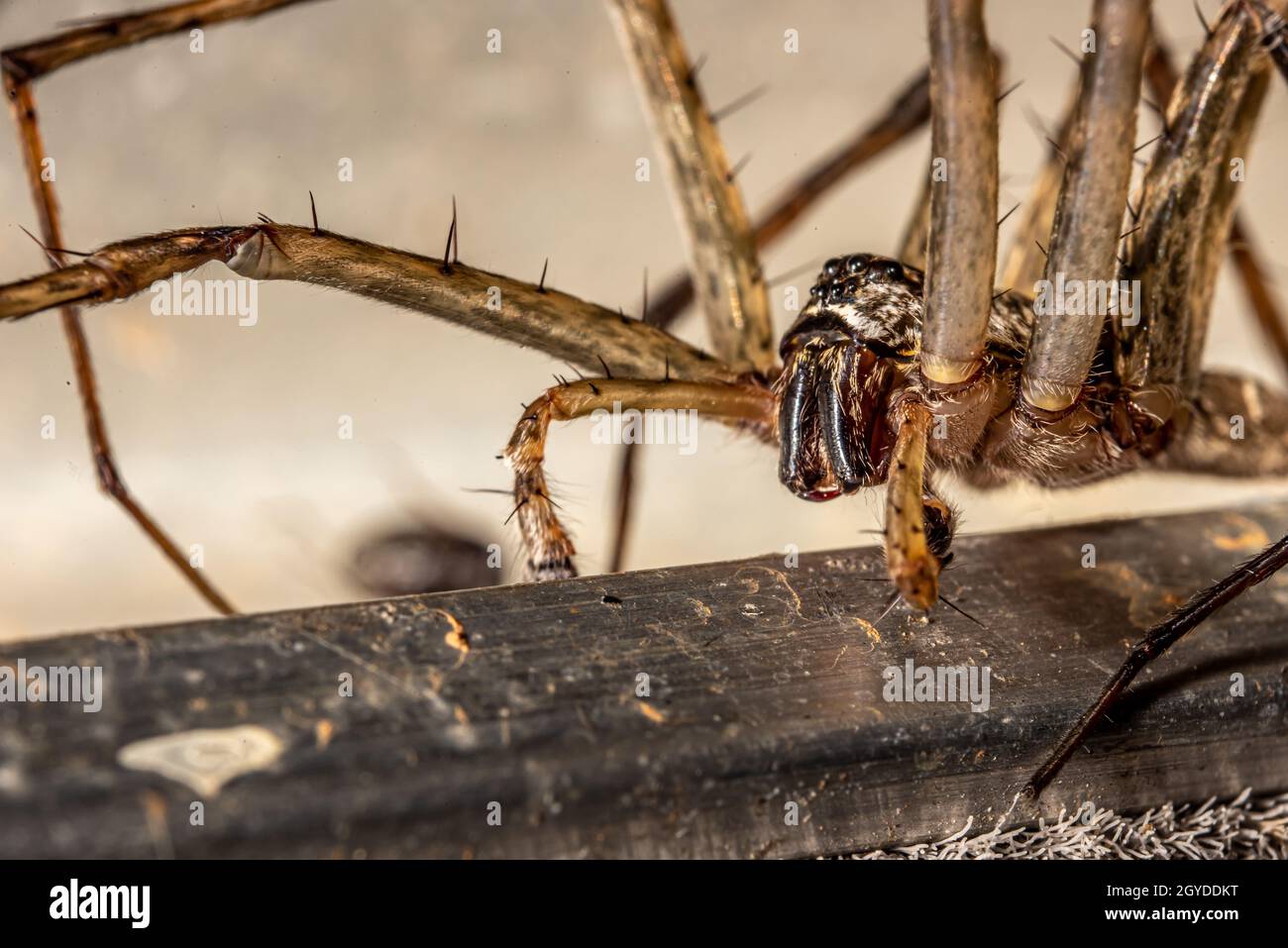 Spider fangs hi-res stock photography and images - Alamy