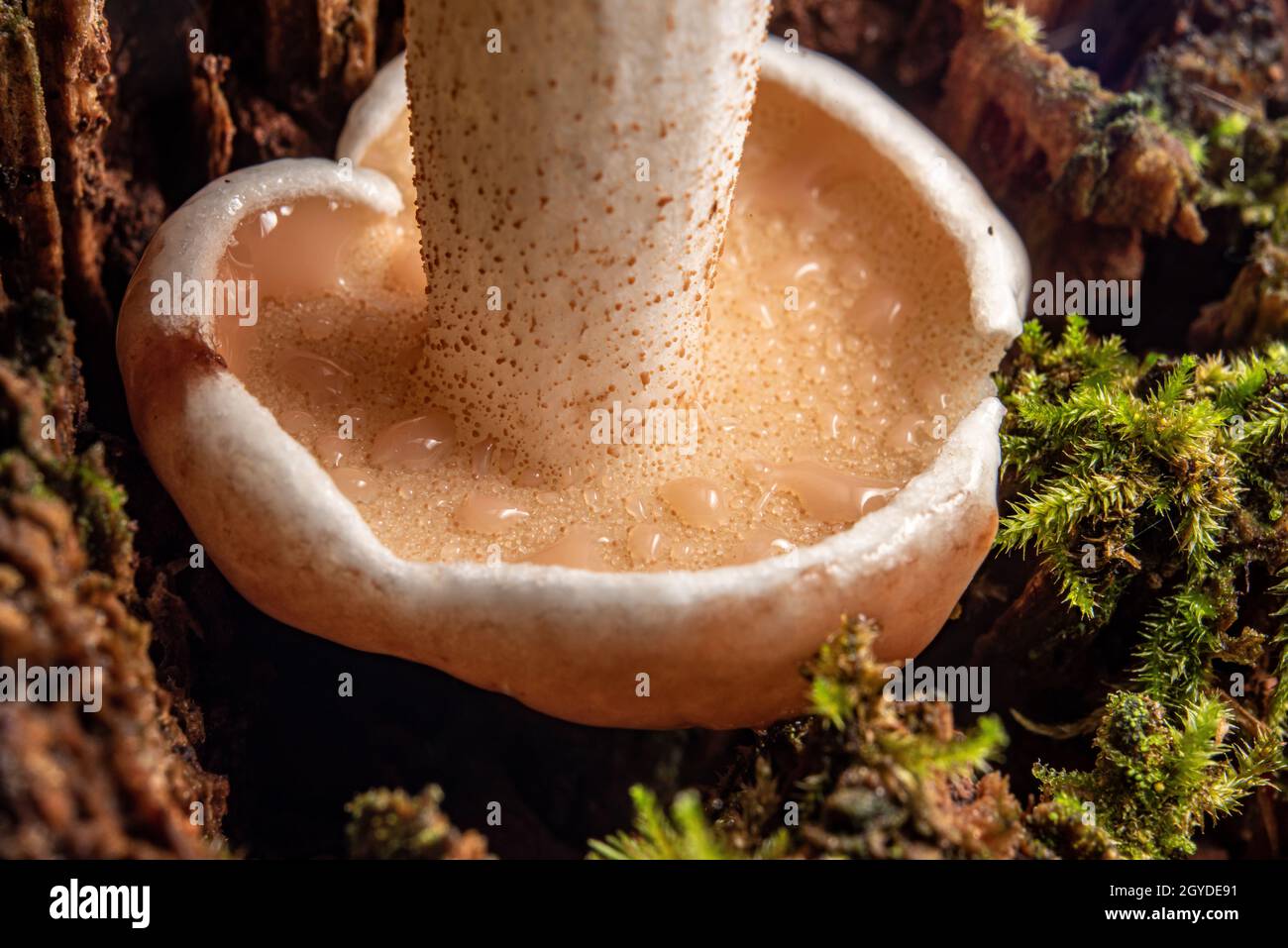 Spider fangs hi-res stock photography and images - Alamy