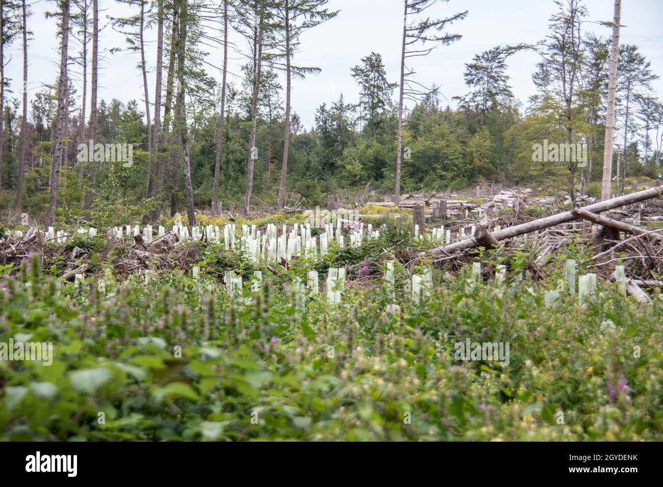 Damaged coniferous forest in summer with bark beetles Stock Photo - Alamy