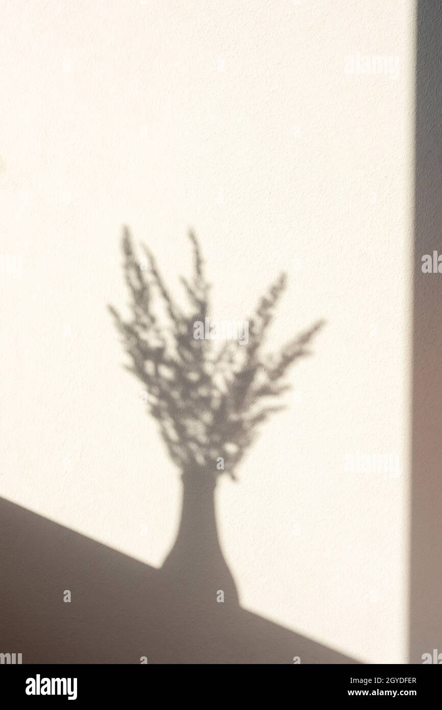 Shadow of flowers in vase on white wall Stock Photo - Alamy