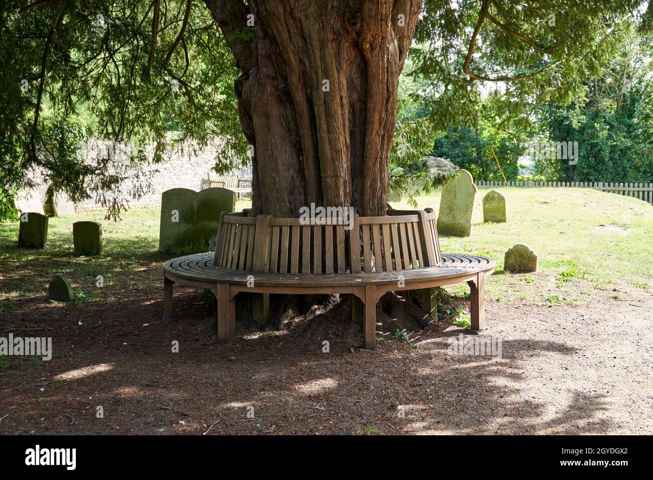 Wooden benches surrounding a tree with thick trunk in the graveyard ...