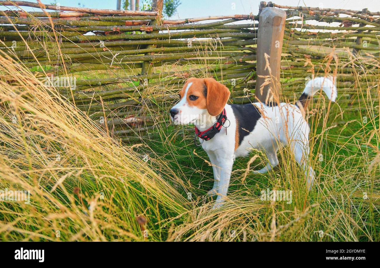 Portrait beautiful thoroughbred beagle dog. Young dog walks behind the ...
