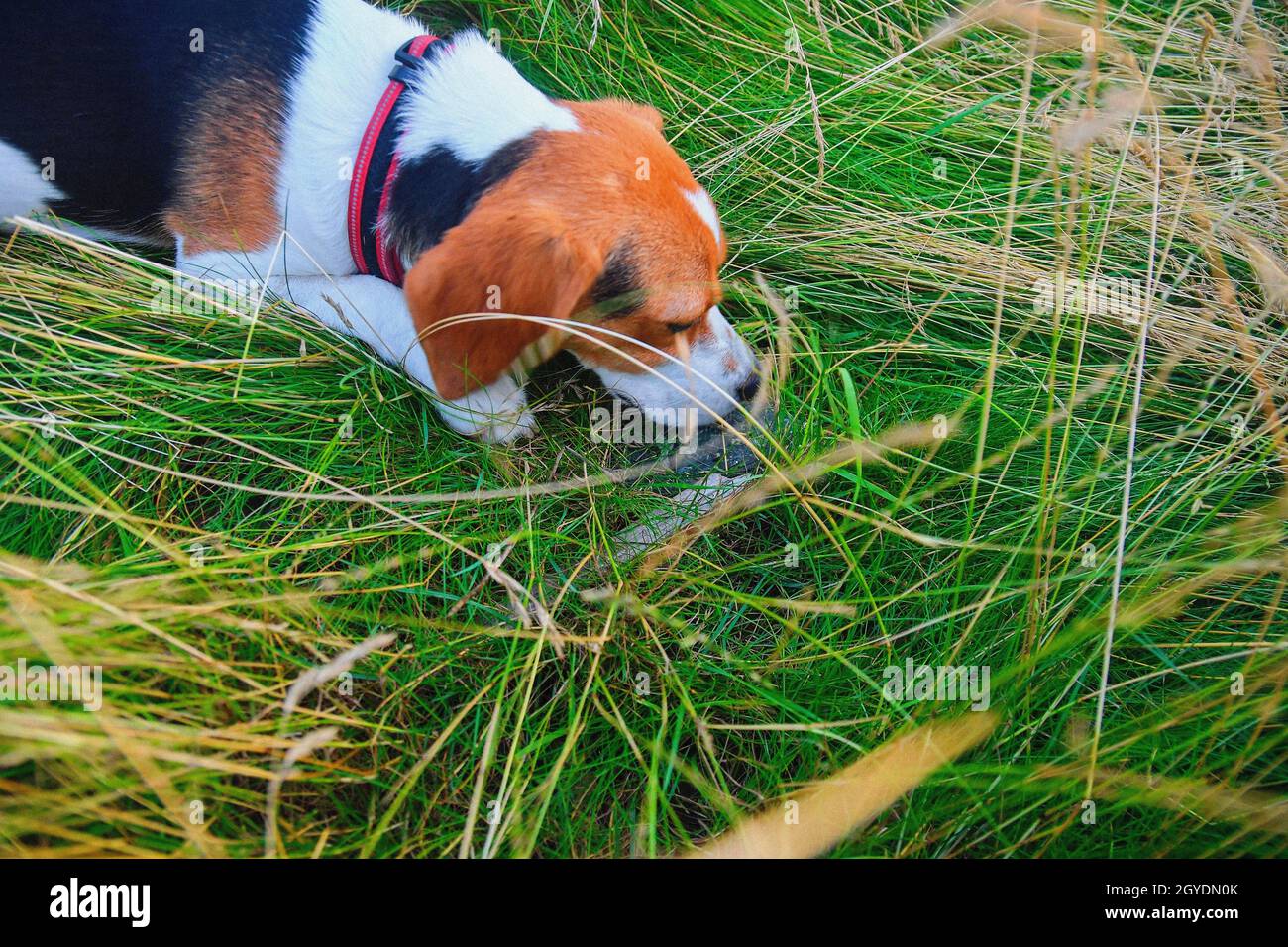 Cute dog is following a trail. Little beagle hound. Beagle sniffing ...
