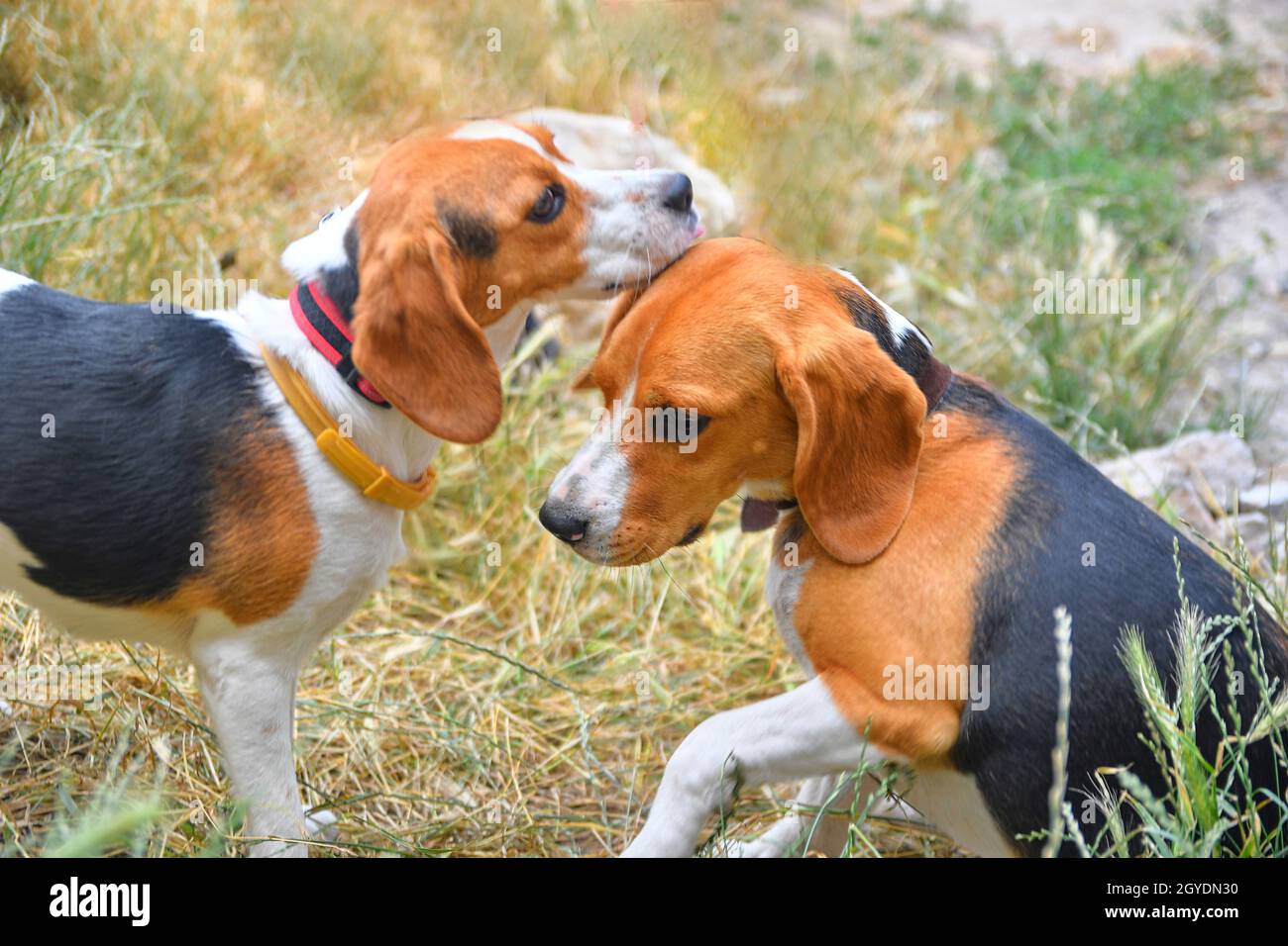 Are Beagles Playing Or Fighting