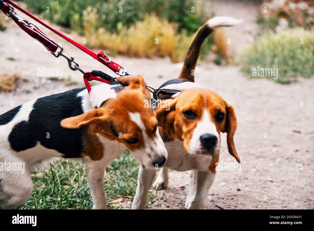 Beagle playing hi-res stock photography and images - Alamy