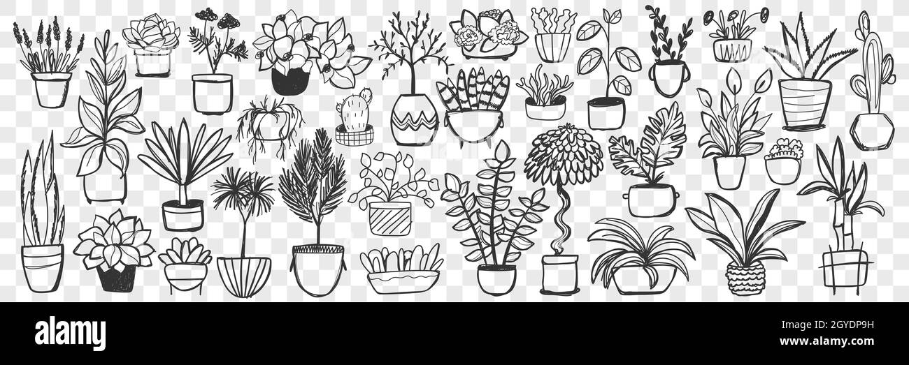 Plants in pots doodle set. Collection of hand drawn homegrown plants ...
