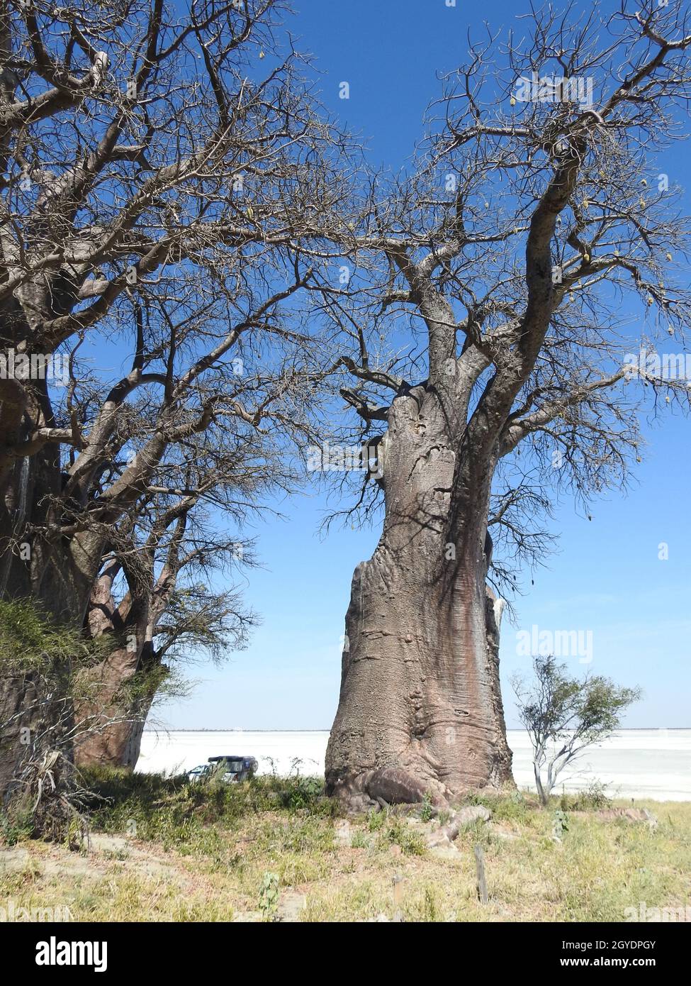 Vertical shot of a baobab tree in the savanna Stock Photo - Alamy