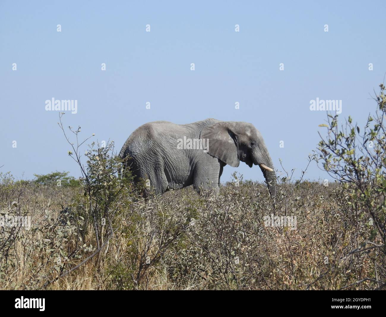 Shallow focus of an elephant under a blue sky in the savanna Stock ...