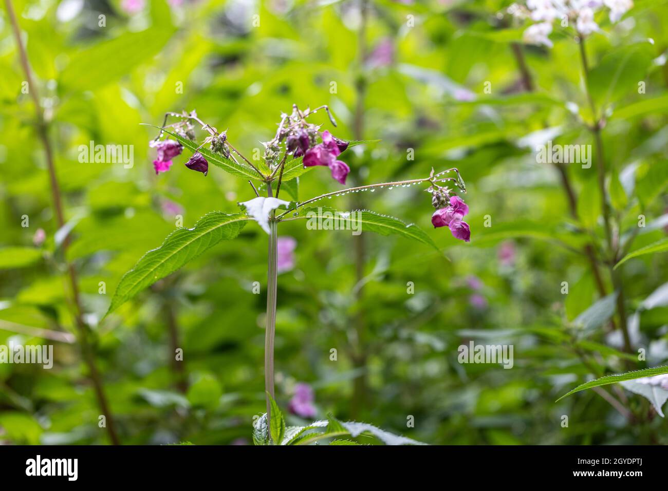 wild flowers from a sea of colorful flowers in meadow Stock Photo - Alamy