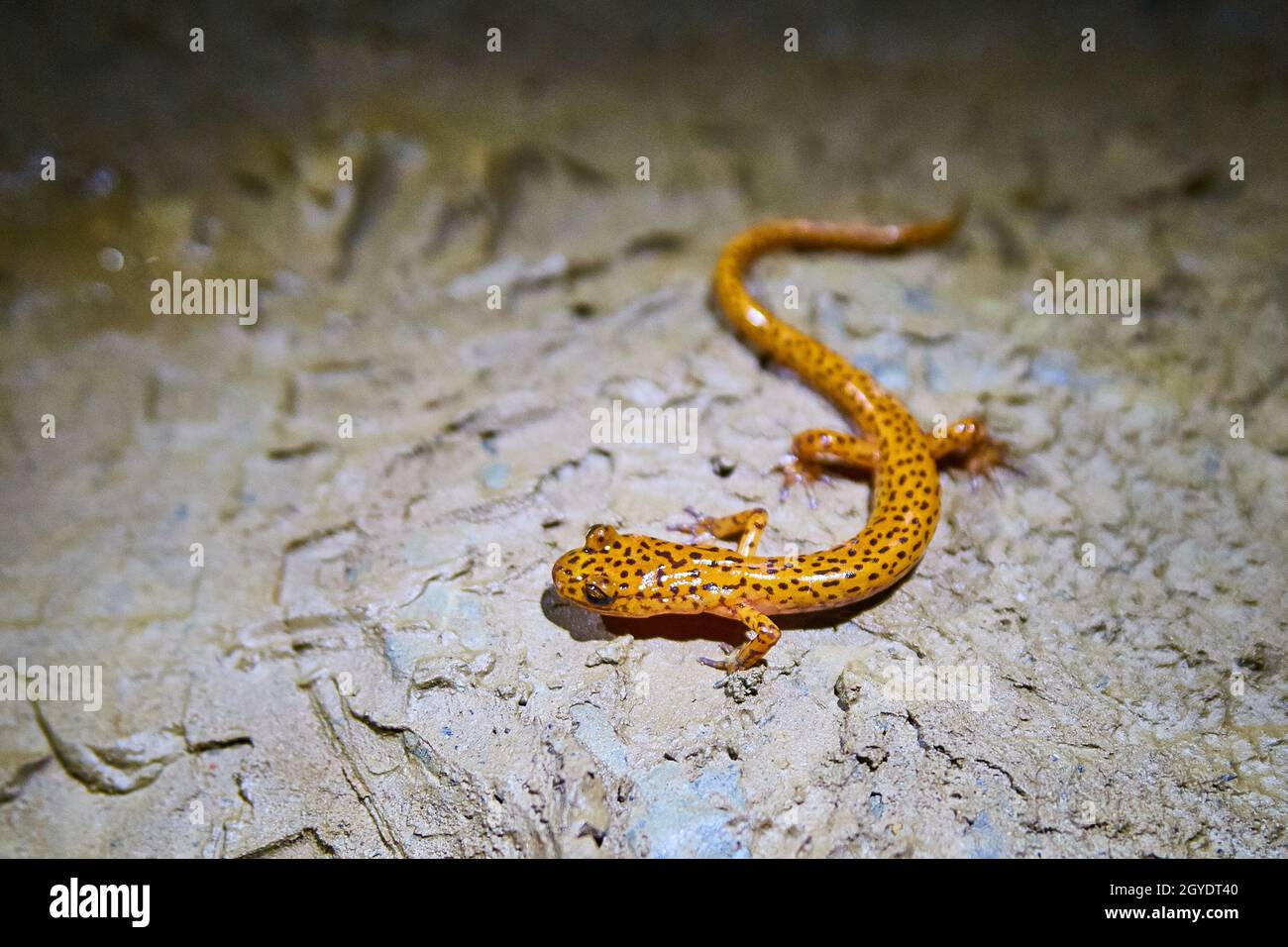 Tiny lizard with a yellow body and brown spots that is a salamander ...