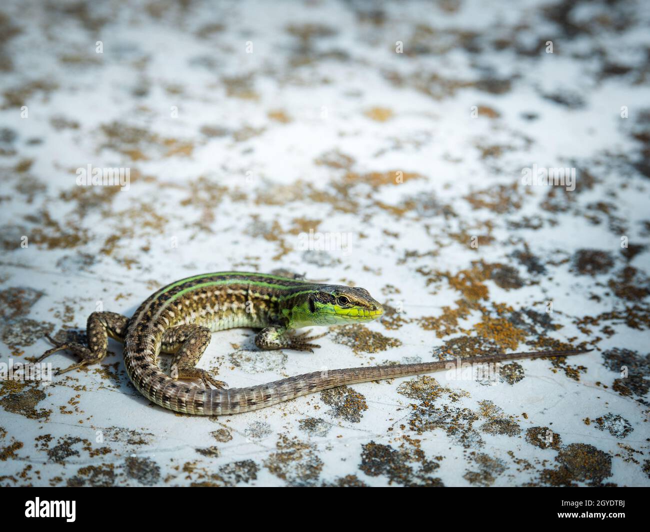 Lizard on a wall Stock Photo - Alamy