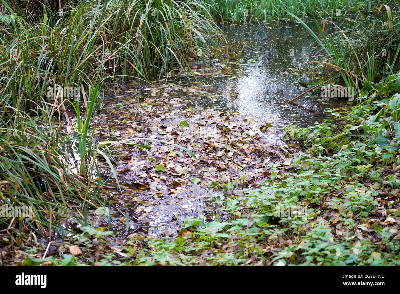 Close up shot of a small dirty lake in a forest with a lot of fallen leaves and plants around ...