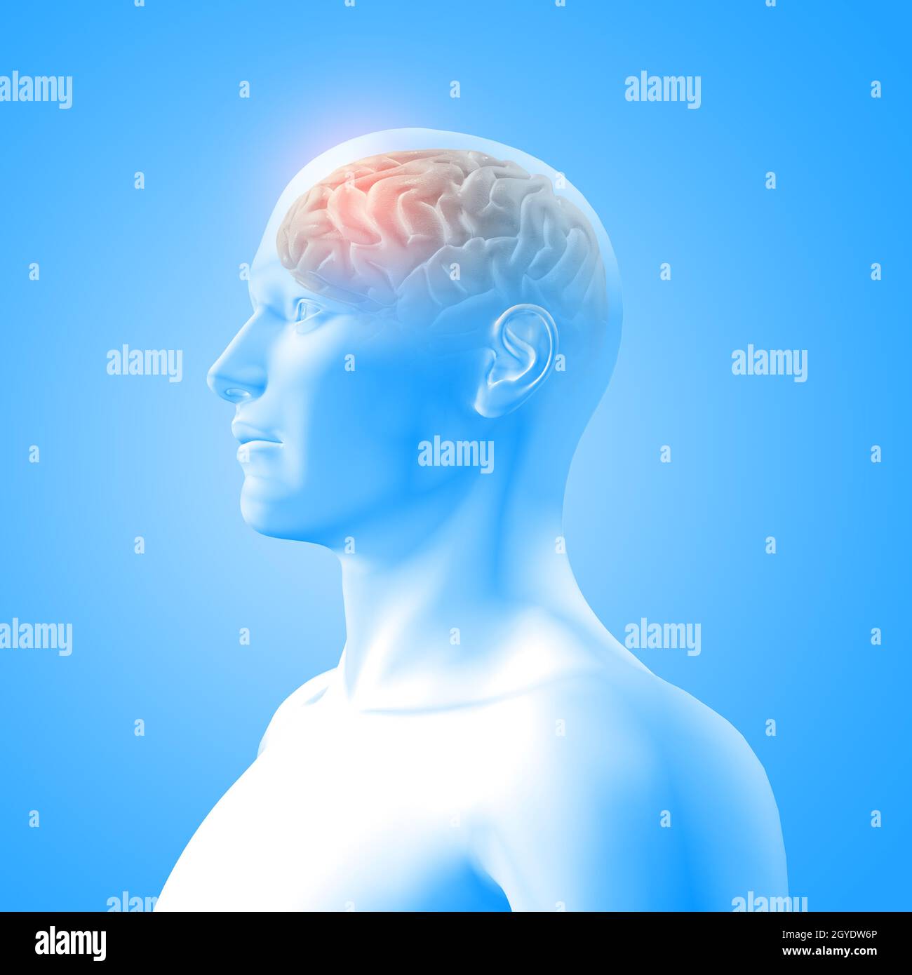 3D render of a medical image showing brain in male figure with frontal ...