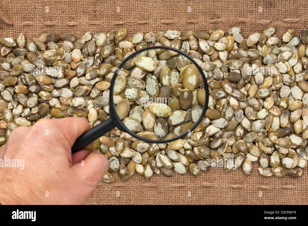 Man's hand with magnifying glass over pumpkin seed and burlap Stock ...