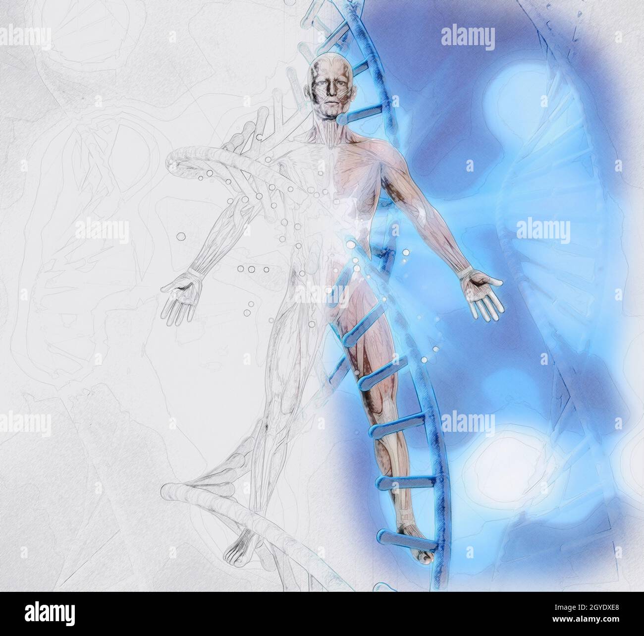3D render of a sketch of male figure with DNA strand Stock Photo - Alamy
