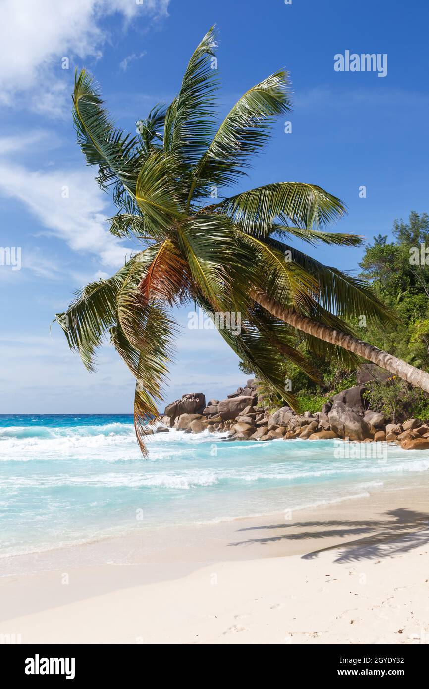 Seychelles Anse Georgette beach on Praslin island palm portrait format ...