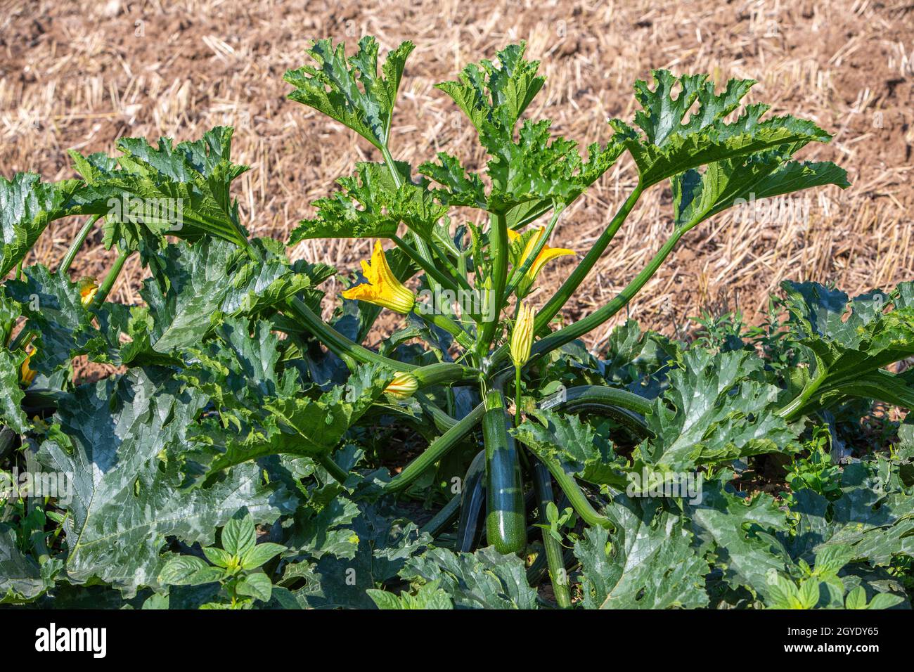 detail of a zucchini plant growing in the garden with blossoms Stock ...