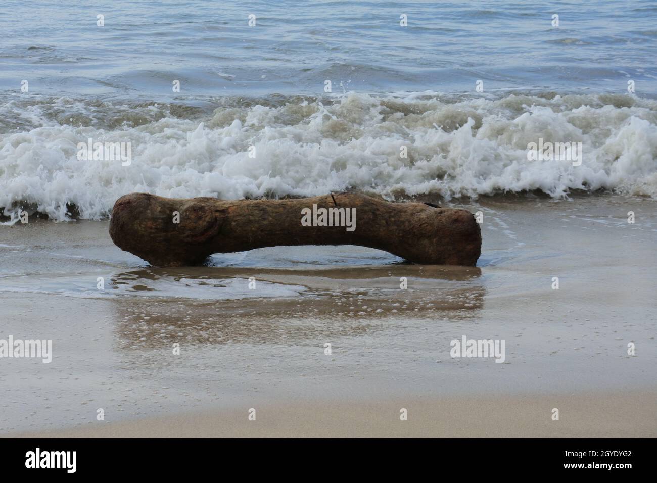 Horizontal shot of a tree trunk on the beach, on the sand Stock Photo ...