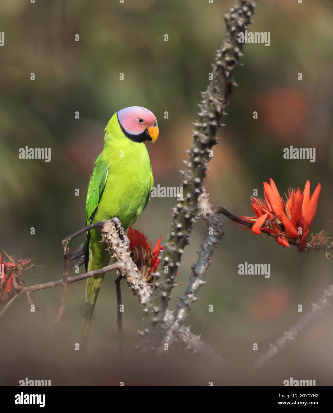 Green parakeet on tree wild hi-res stock photography and images - Alamy