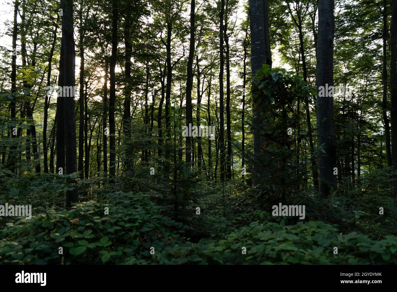 Trees in the forest with sun setting in the distance Stock Photo - Alamy
