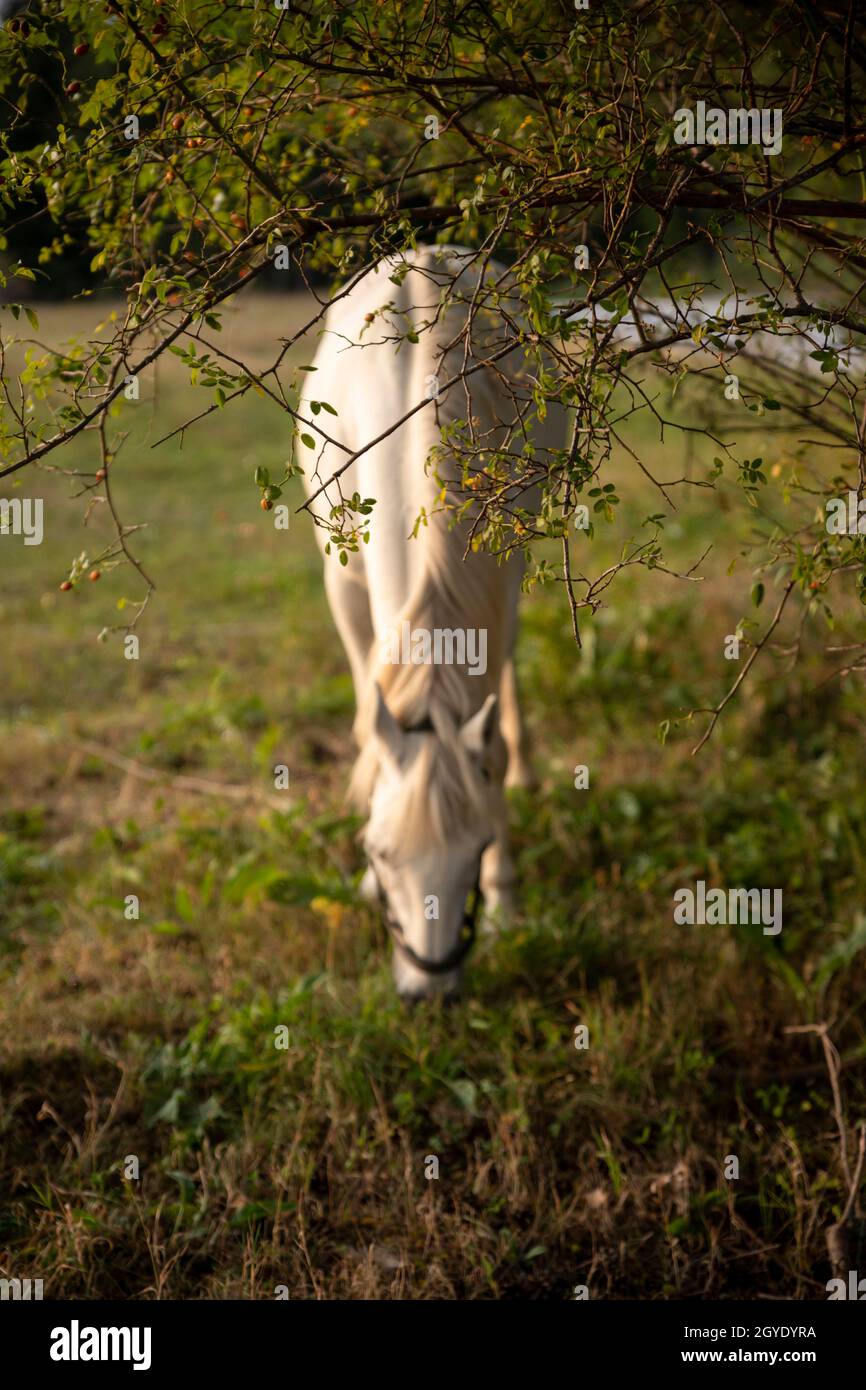 Tree branches and beautiful white Horse in the background at sunset ...