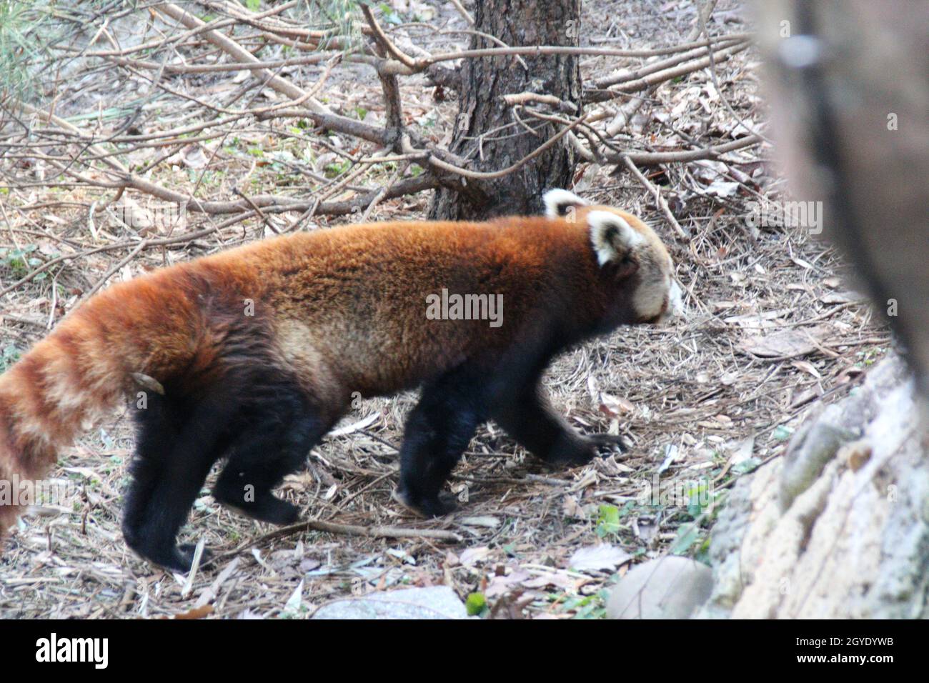 Small Red panda in the zoo Stock Photo - Alamy