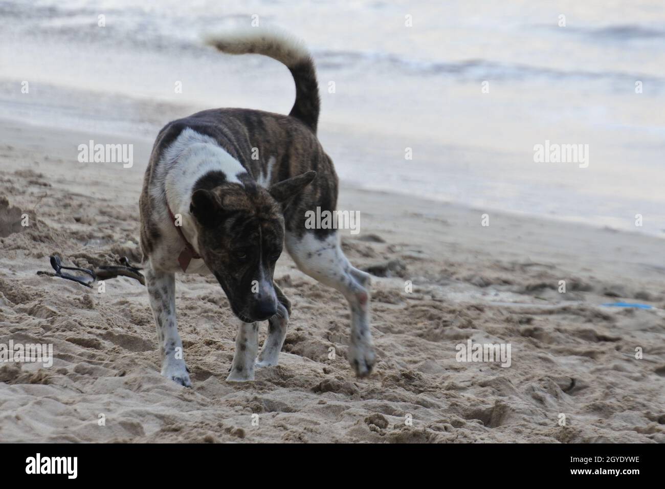 Horizontal shot of a black and white dog standing on the beach, on the ...