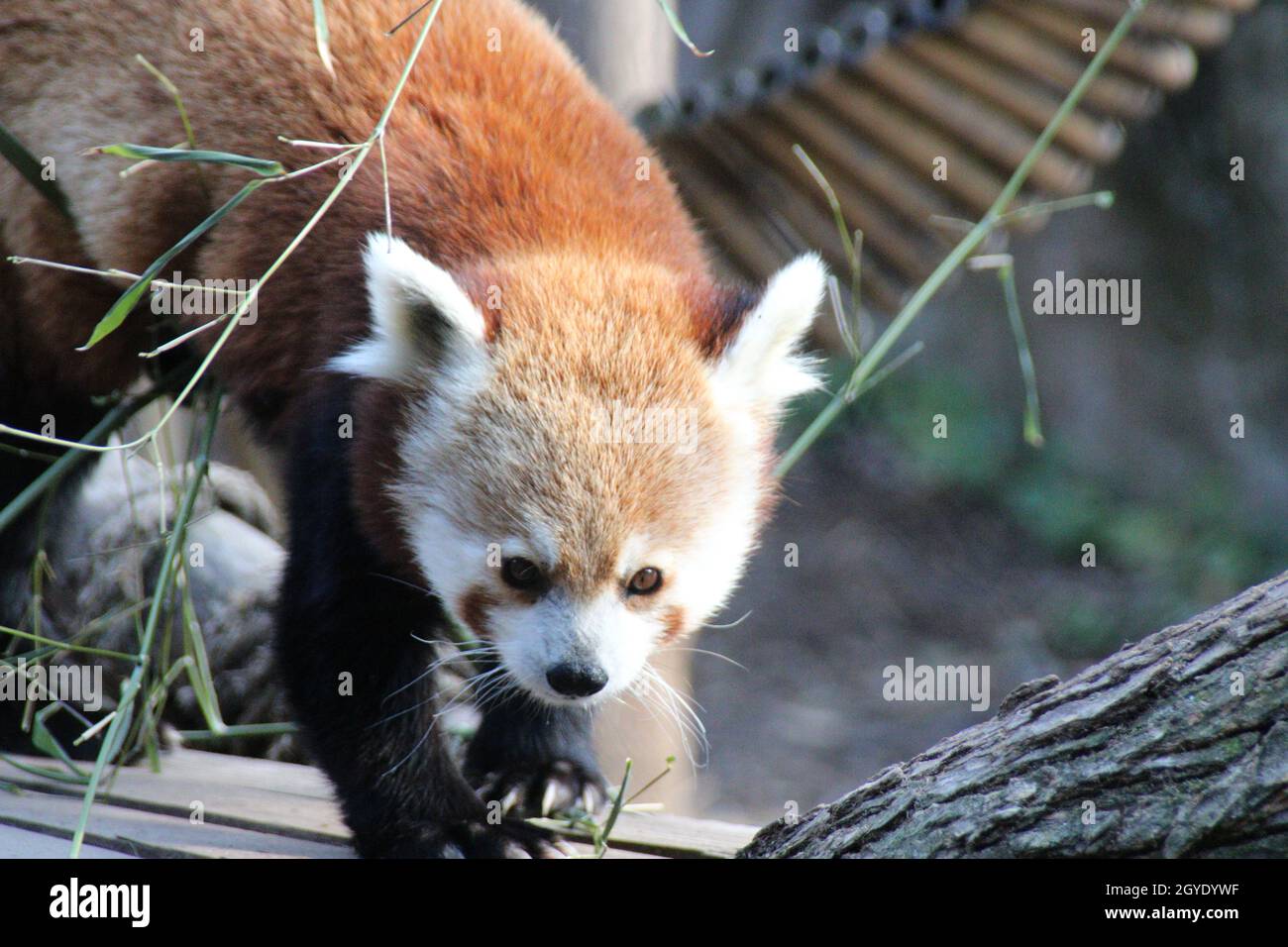 Small Red panda in the zoo Stock Photo - Alamy