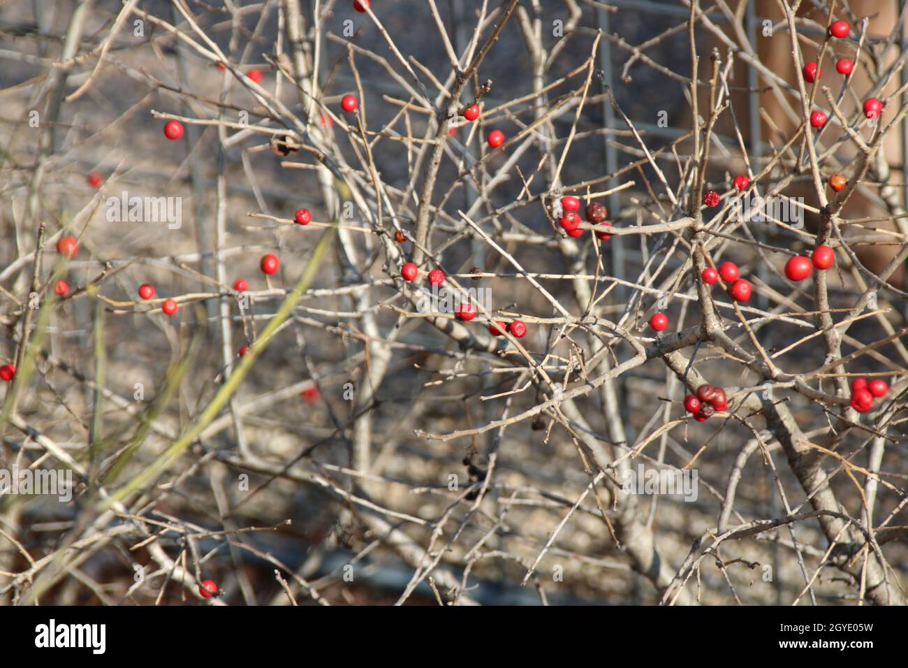Withered rosehip bush in the park Stock Photo - Alamy