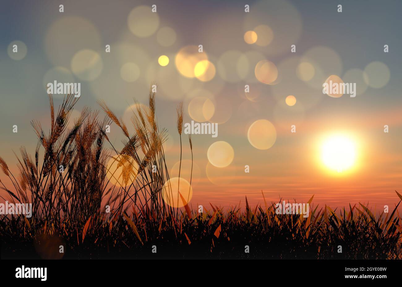3D render of wheat against a sunset sky with bokeh lights Stock Photo - Alamy